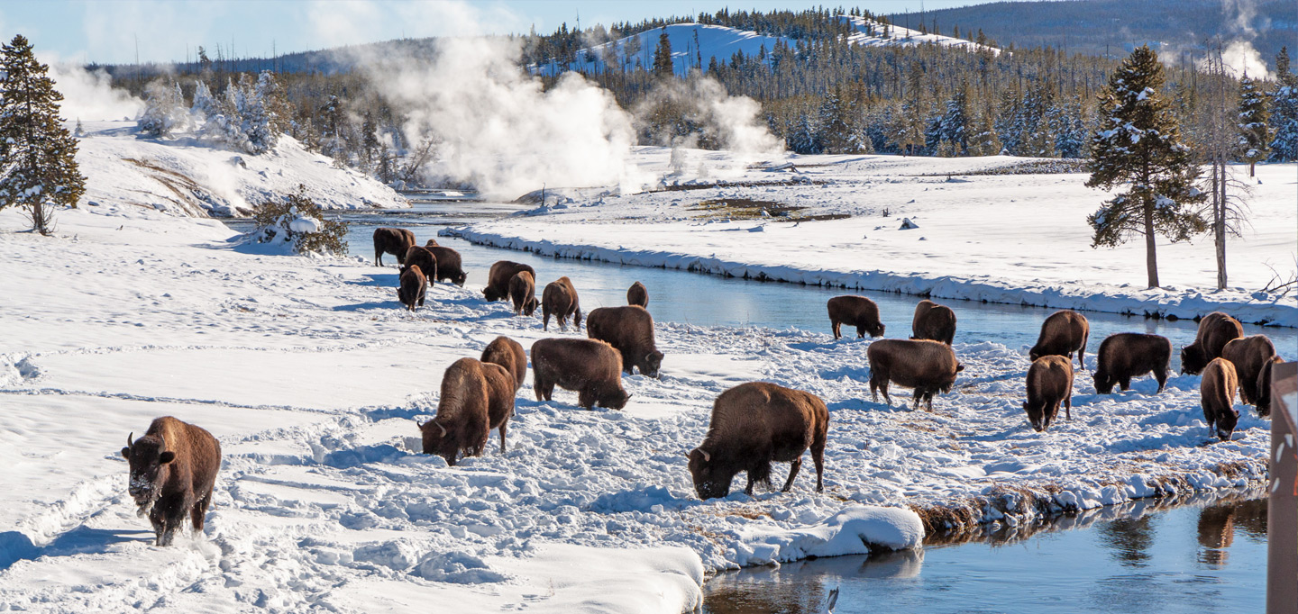 Winter in Yellowstone National Park 2026 Salt Lake City